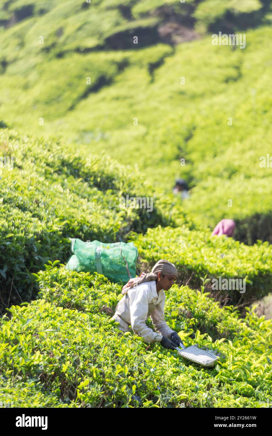 India, Kerala, Munnar, Tea pickers in plantations around Munnar Stock ...
