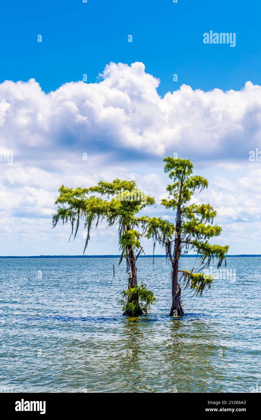 Swamp cypress trees on Lake Palourde, Morgan City, Louisiana, USA Stock ...