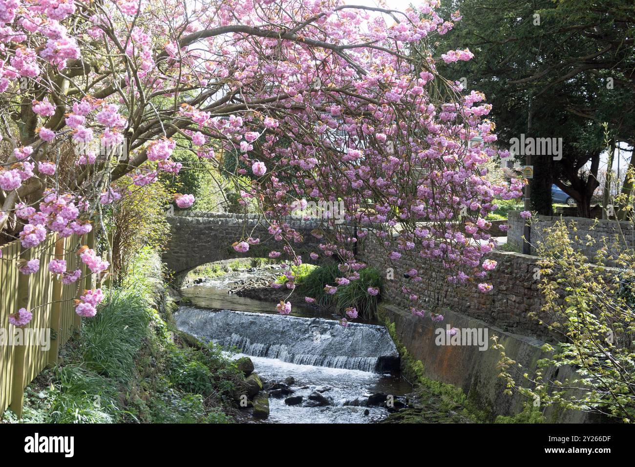 Cherry Tree flowering above the Artle Beck at Brookhouse Caton near ...