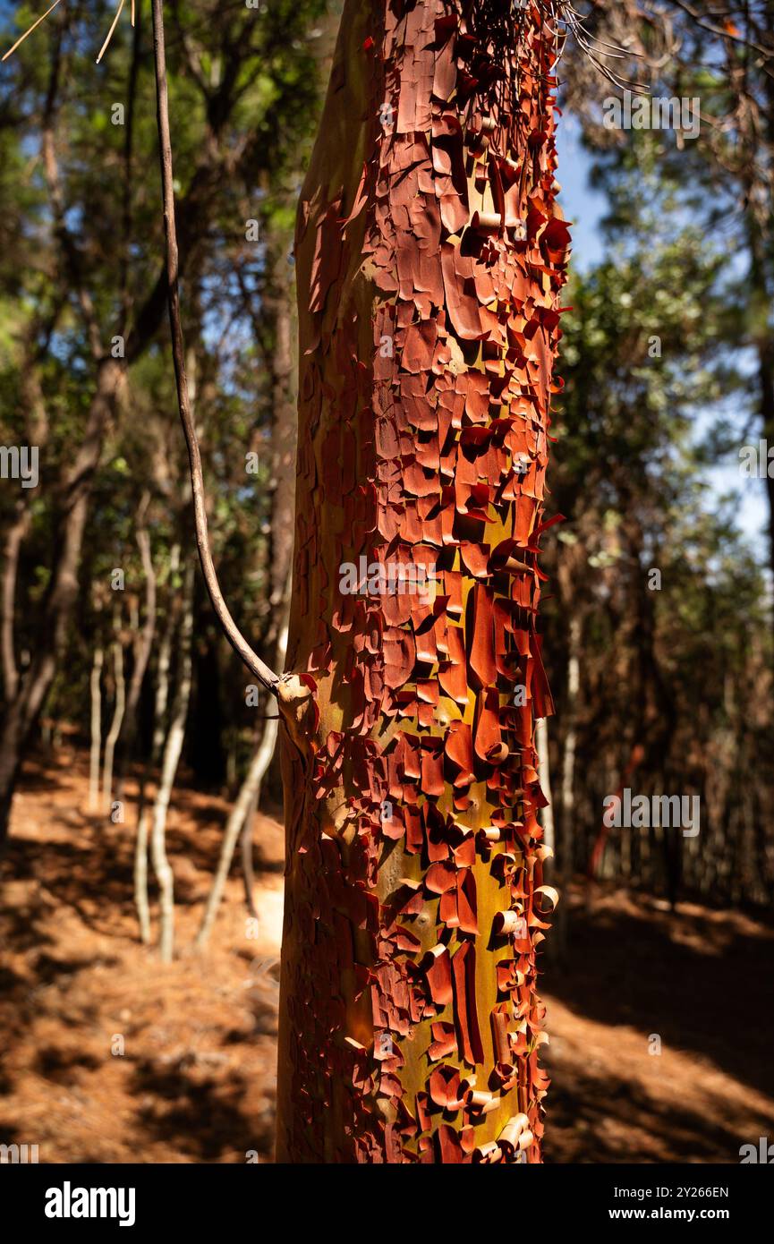 A tree with a lot of bark peeling off of it. The bark is brown and the ...