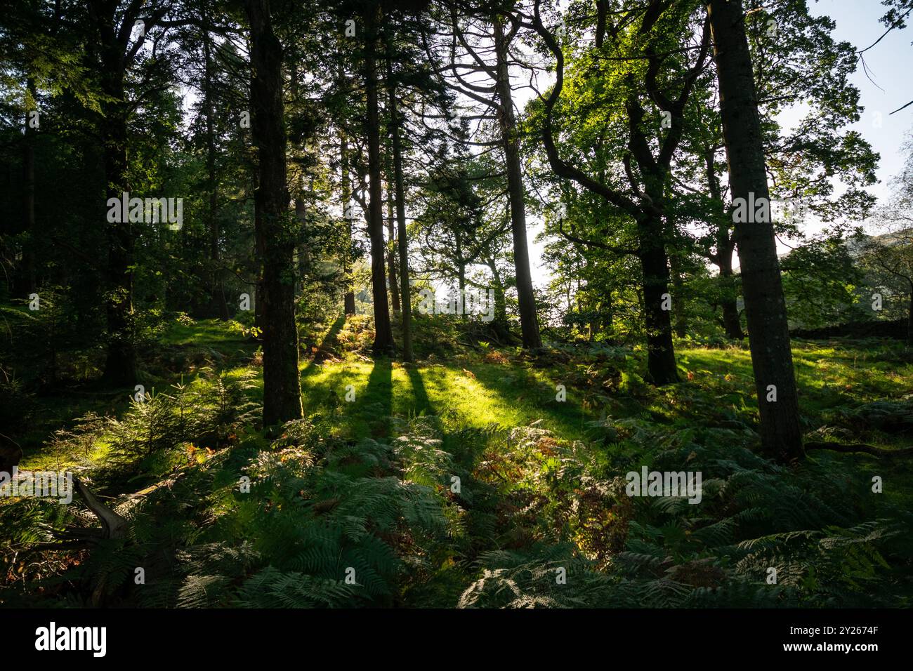 Sunlight through the trees in woodland near Stanley Force, Eskdale ...