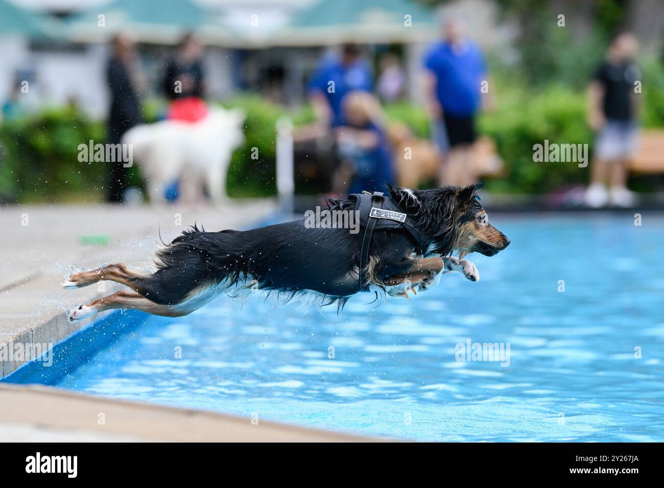 Mannheim, Germany. 09th Sep, 2024. A dog jumps into a swimming pool at ...