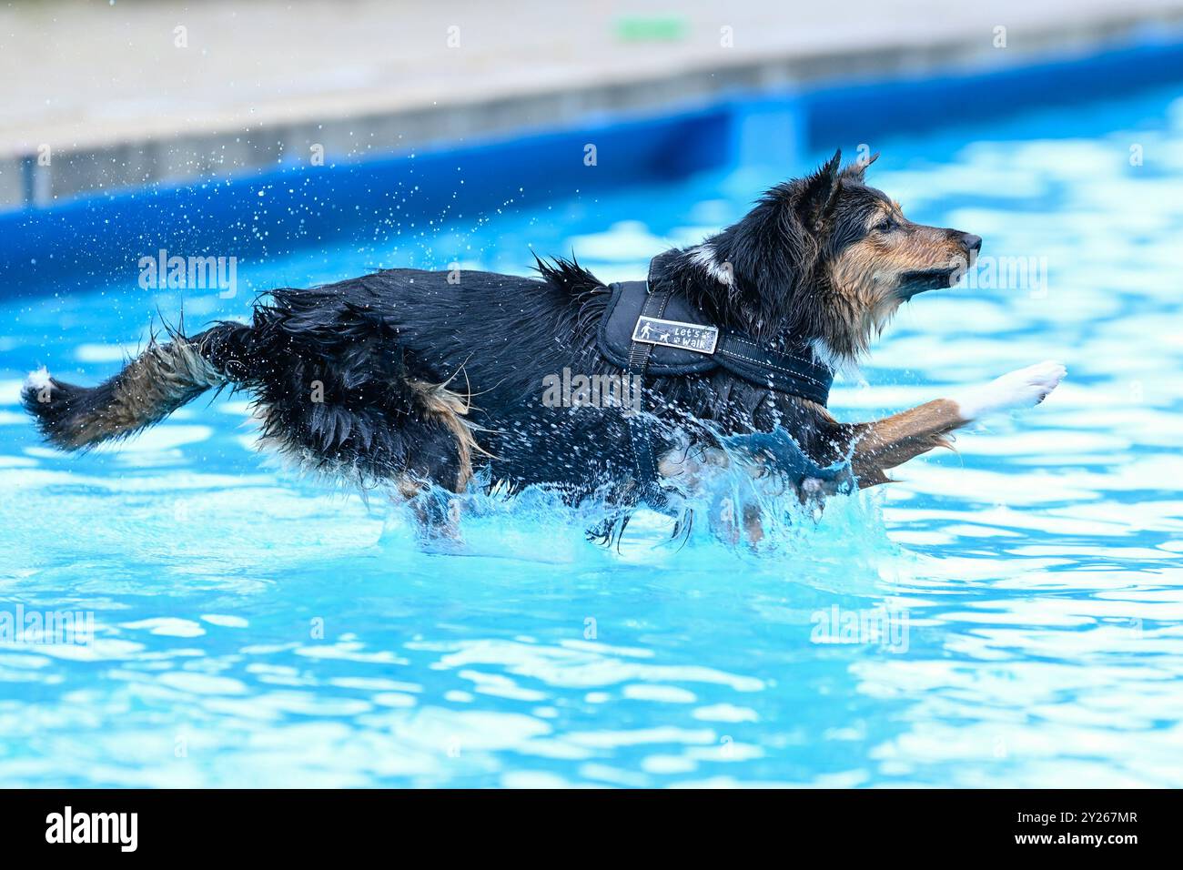 Mannheim, Germany. 09th Sep, 2024. A dog jumps into a swimming pool at ...