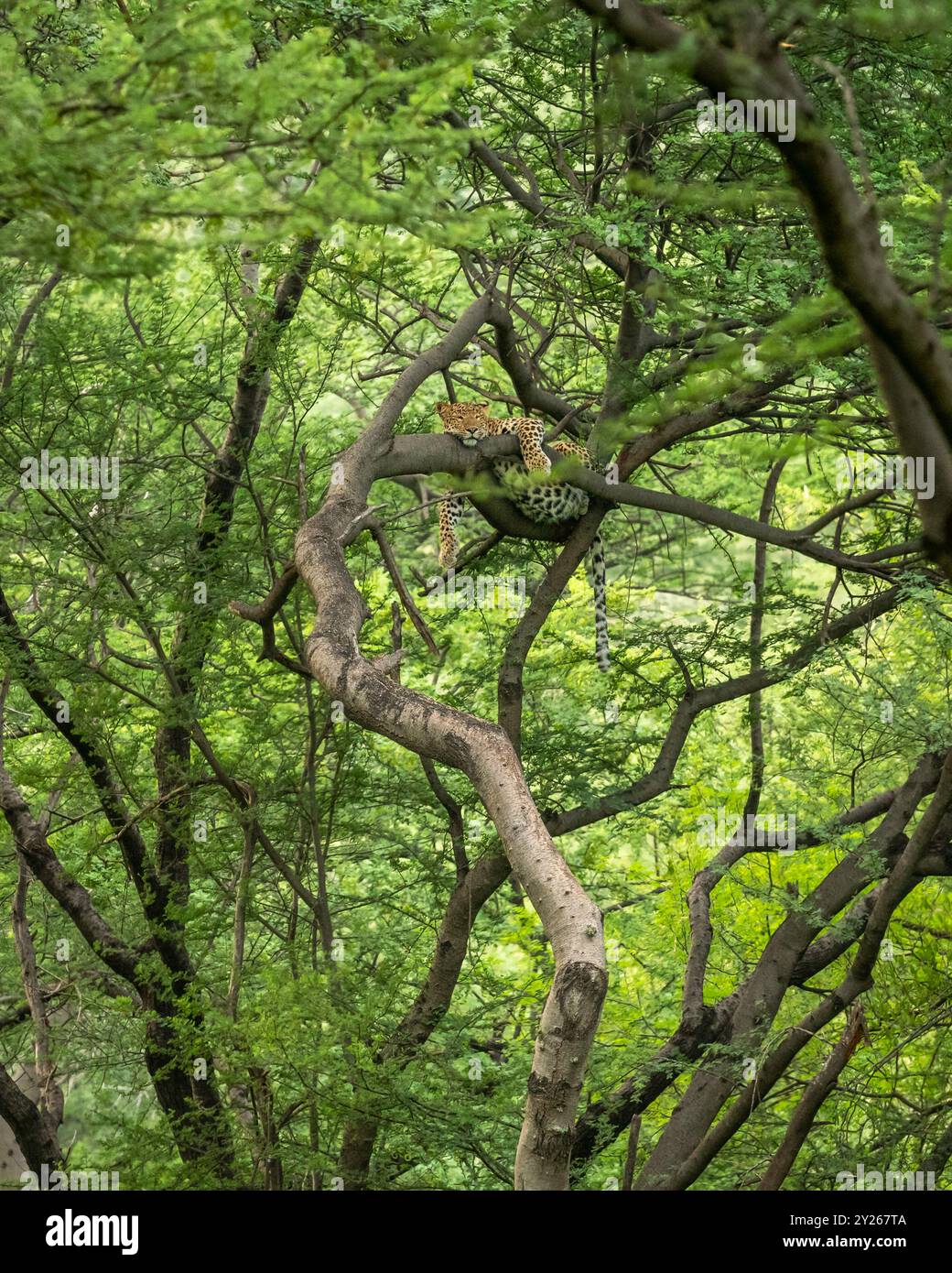 wild indian female leopard or panther or panthera pardus fusca hanging ...