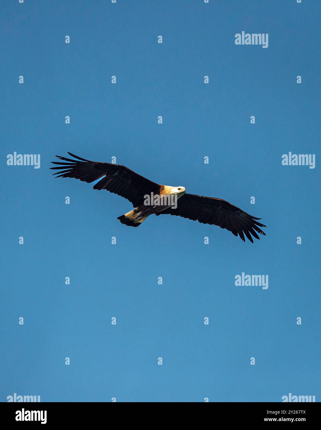 Haliaeetus leucoryphus or Pallas's fish eagle or sea eagle or band ...