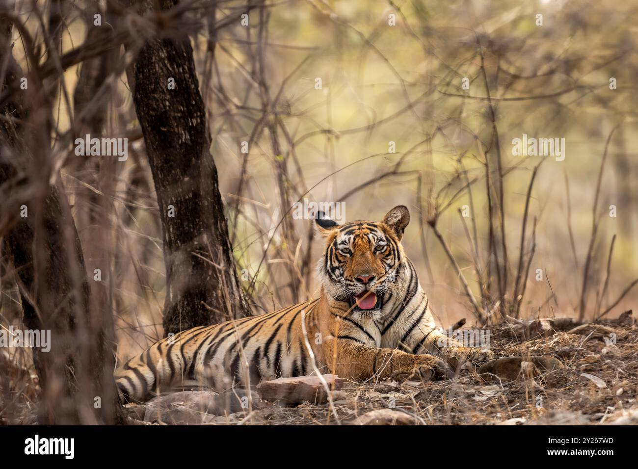 eye level shot of wild female young bengal tiger or tigress panthera ...