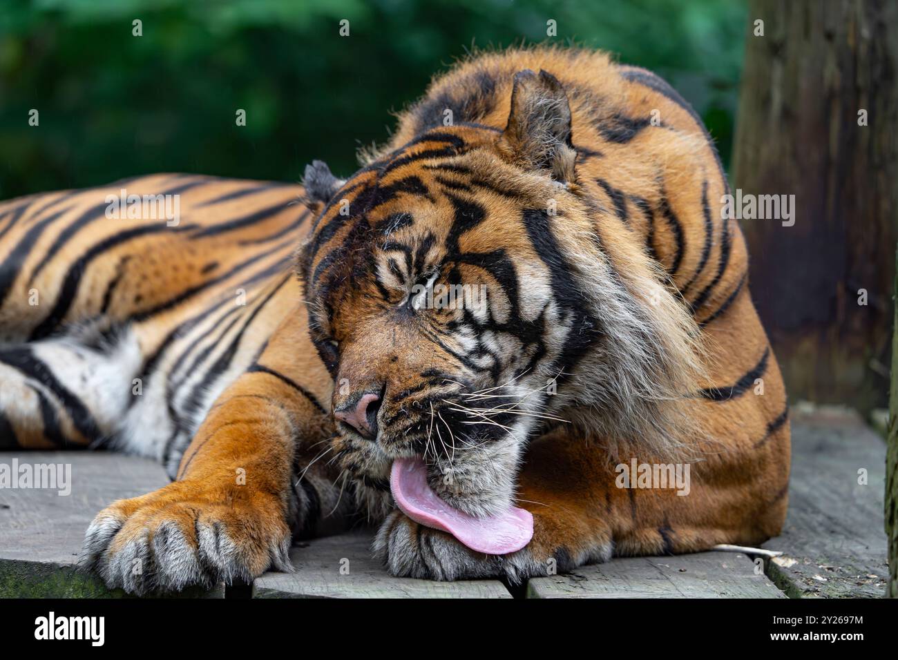 Close, front view of a Sumatran tiger lying down on the ground, tongue ...