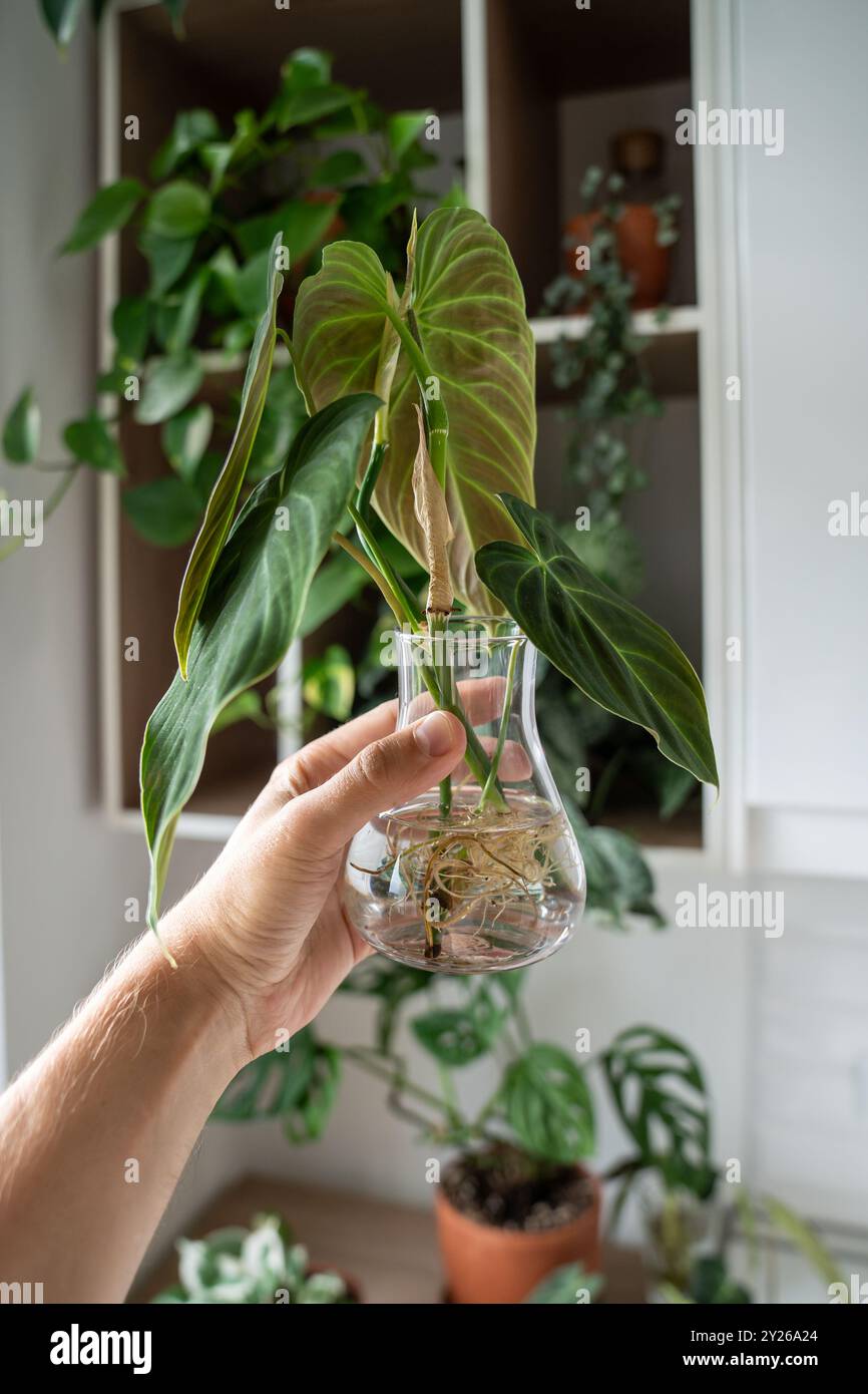 Hand holds glass jar with sprouts of Philodendron melanochrysum ...