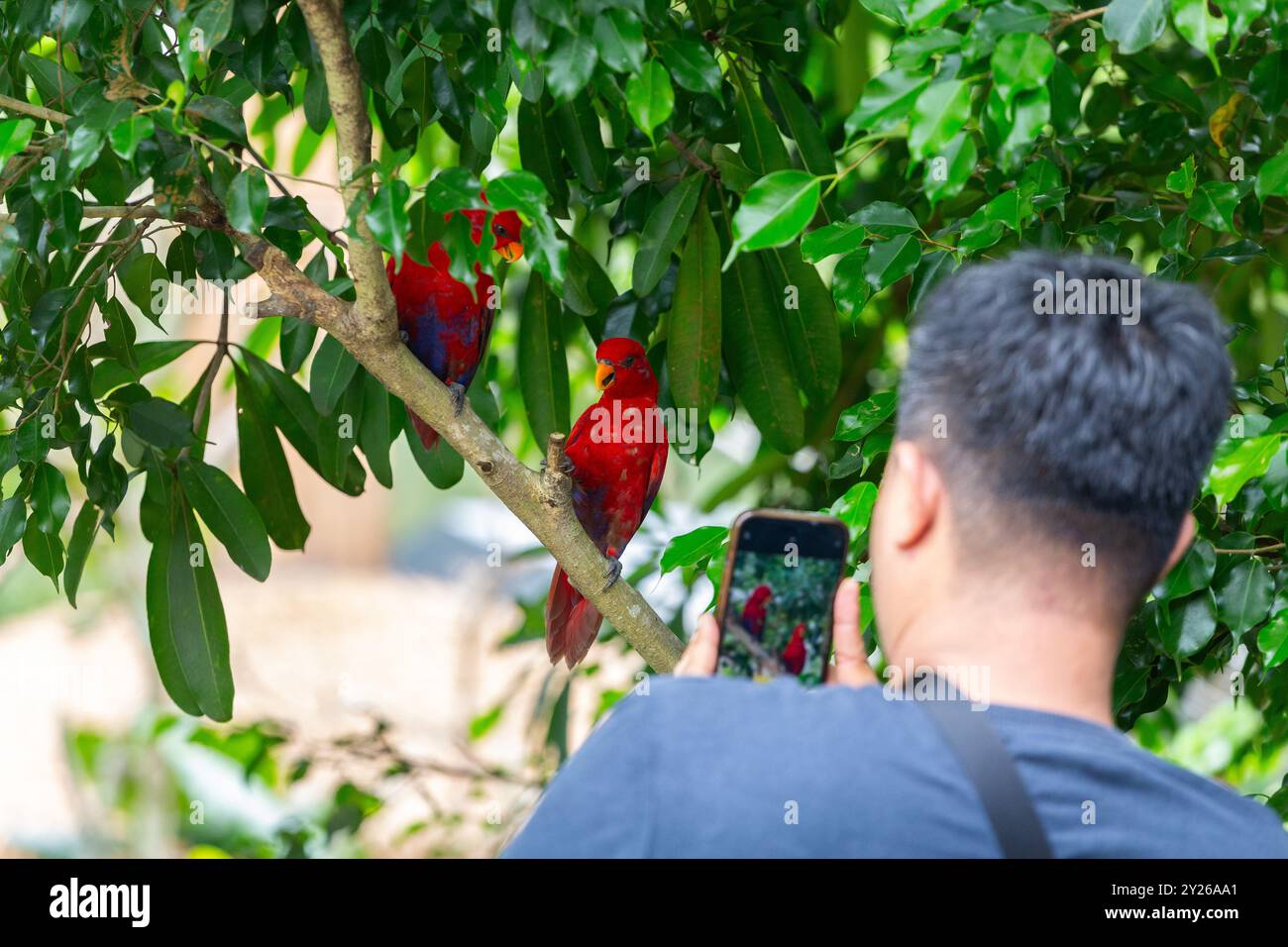 Back view of a man taking picture of two beautiful Red Lory hanging on ...