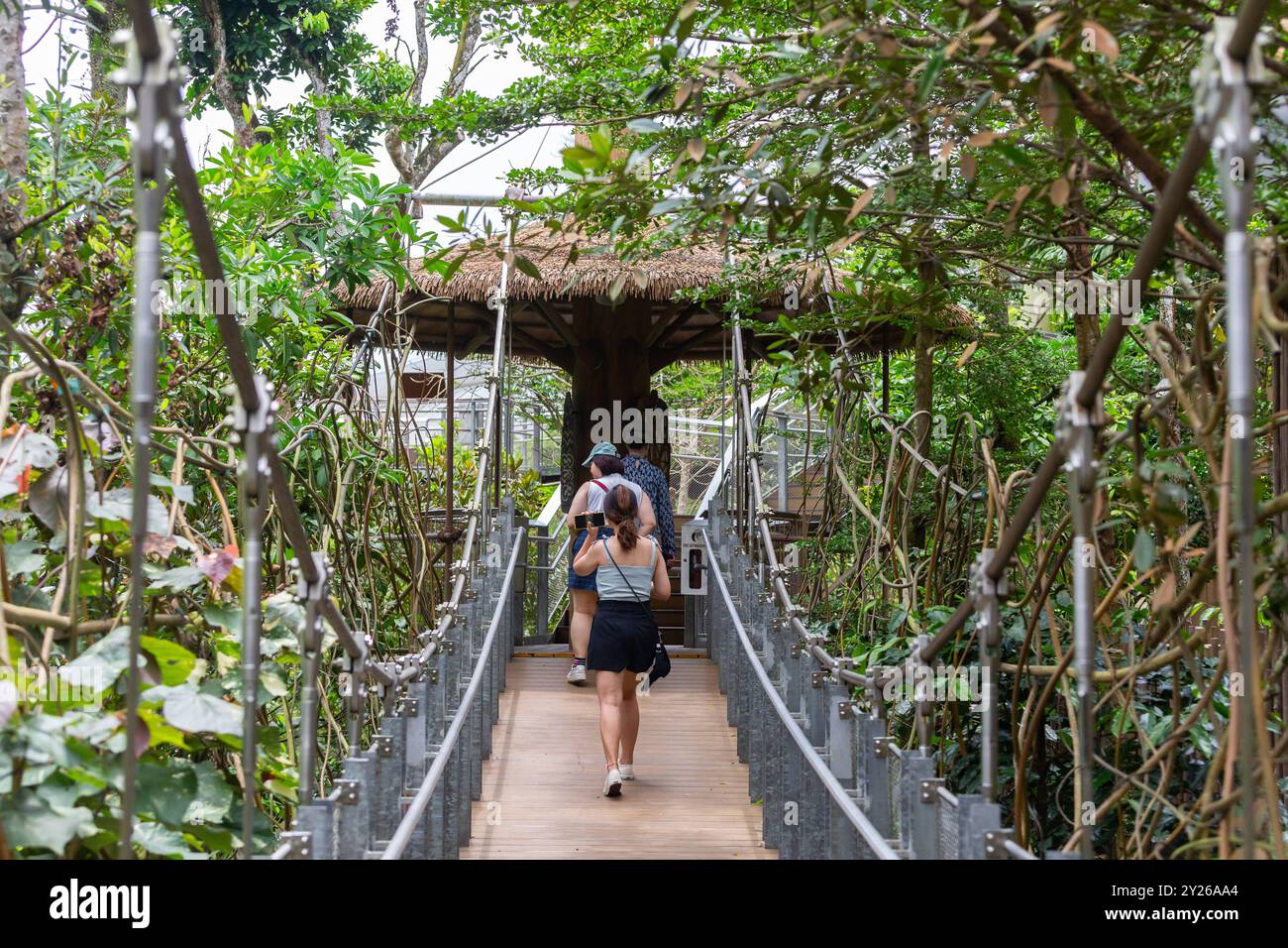 Travel visitors crossing the link bridge exploring Bird Paradise. Outdoors environment. Mandai ...