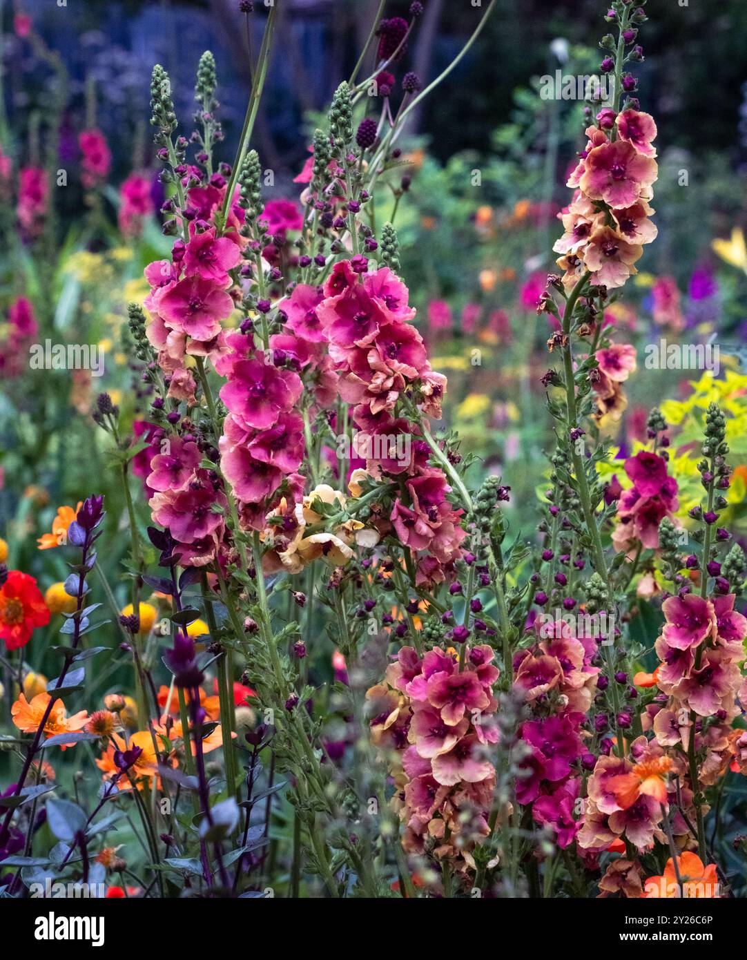 A stunning flower meadow at the Chelsea Flower Show 2024 in London, UK ...