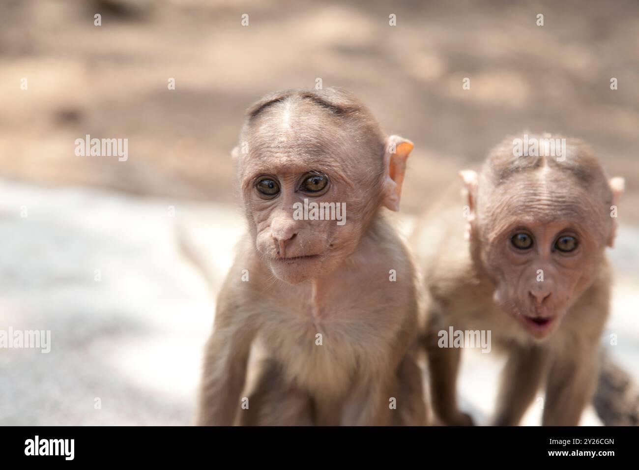 India, Gharapuri Island, Mount Kailash, Elephanta Caves, Island Monkeys ...