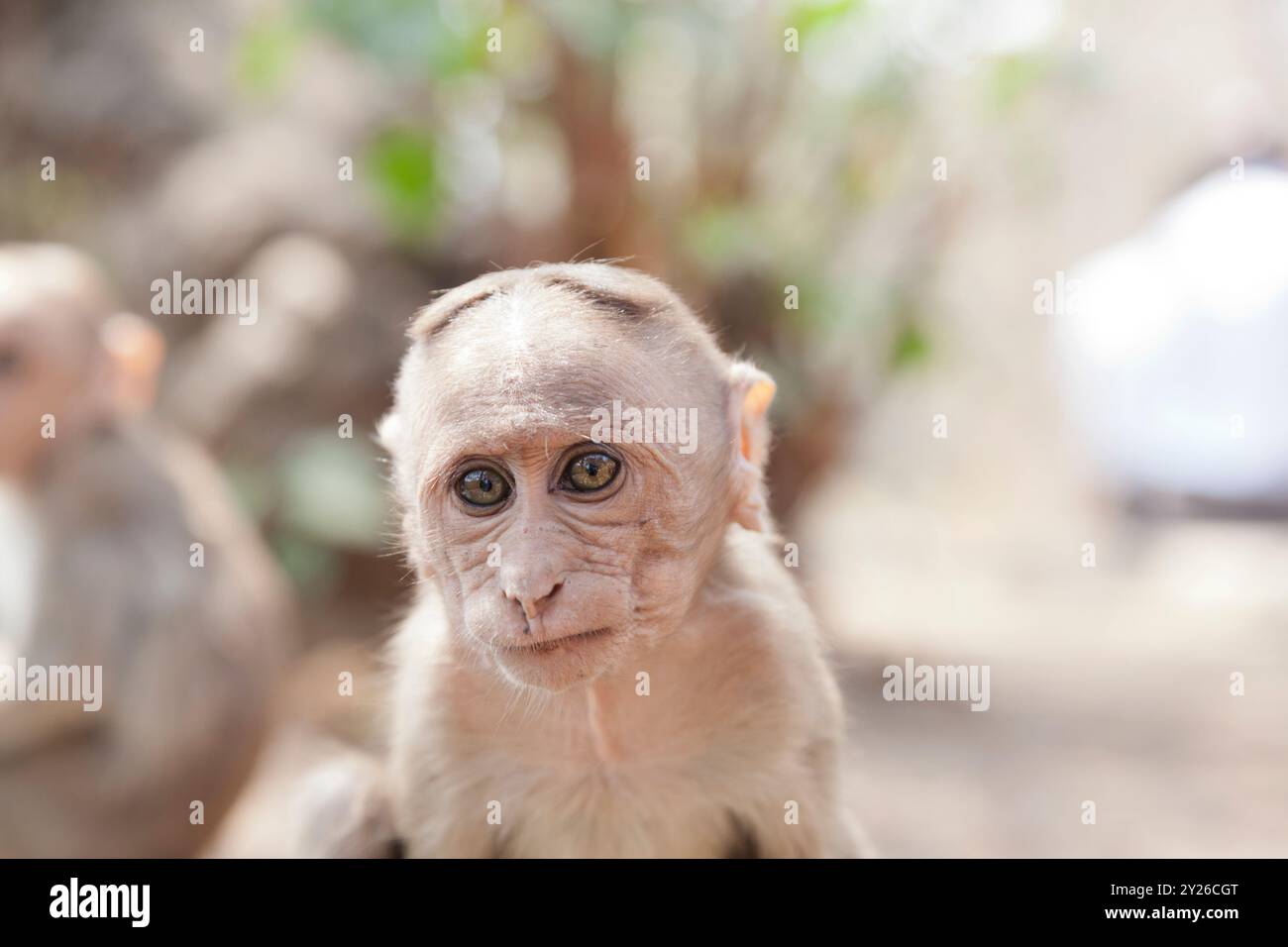 India, Gharapuri Island, Mount Kailash, Elephanta Caves, Island Monkeys ...