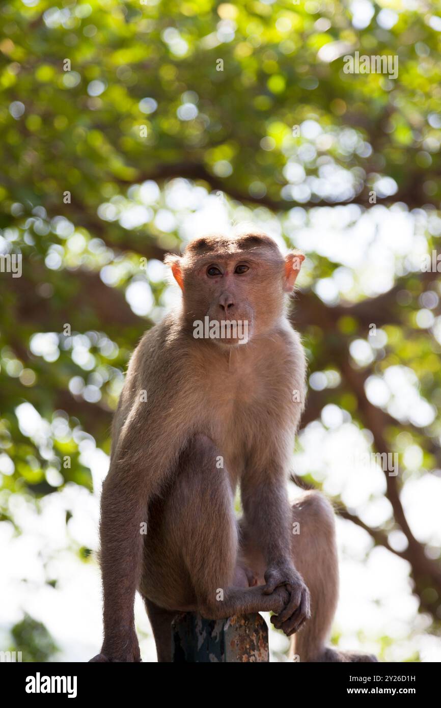 Resident monkey at the Elephanta Island ancient stone carvings Stock ...