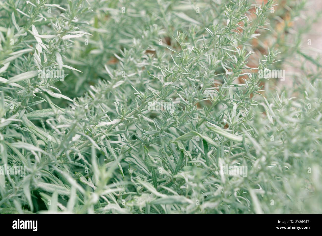Beautiful ornamental plant. Artemisia ludoviciana. silver wormwood ...
