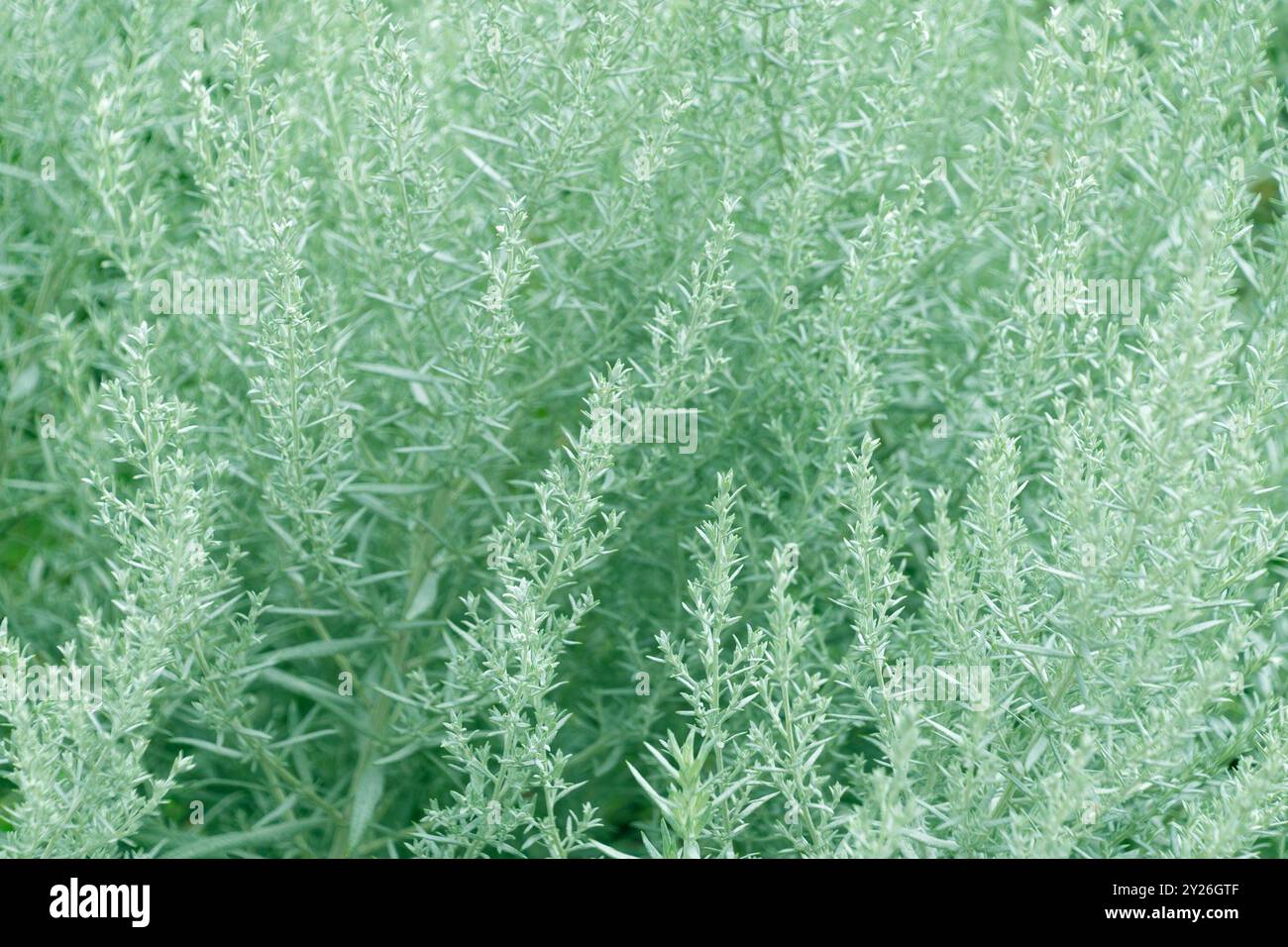 Beautiful ornamental plant. Artemisia ludoviciana. silver wormwood ...