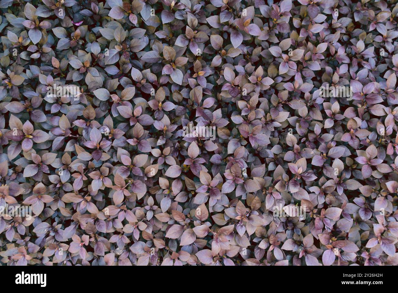 Floral background. Alternanthera brasiliana. large purple alternanthera ...