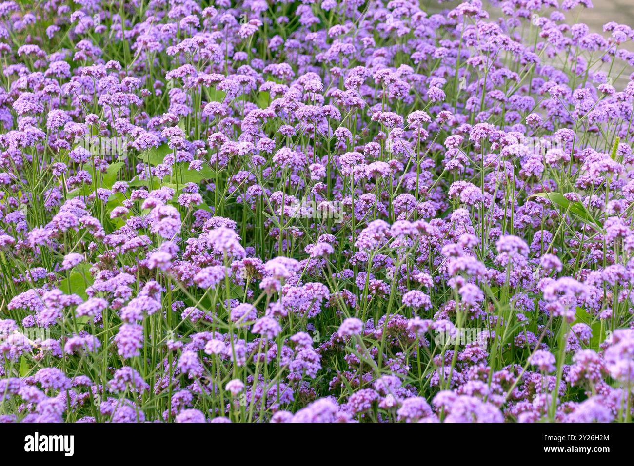 Beautiful purple flowers Verbena bonariensis. the purpletop vervain ...