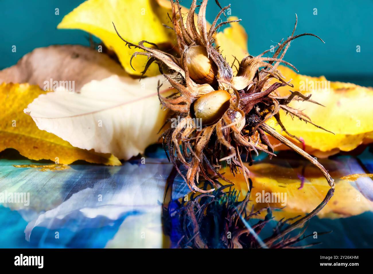 On an interestingly colored table and background with real shadows lies ...