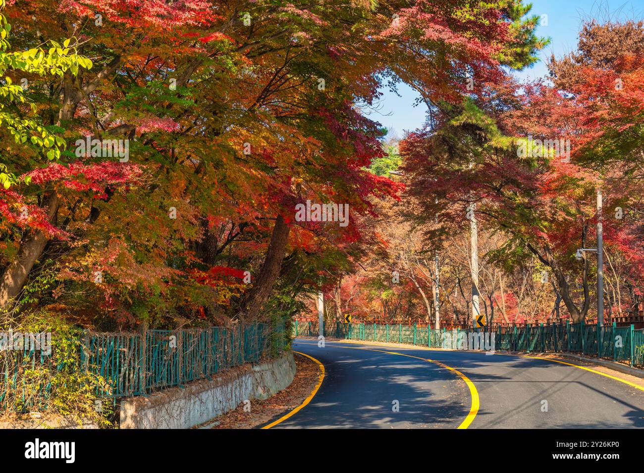 Seoul South Korea, red maple tree leaf at Samcheong Park in autumn ...