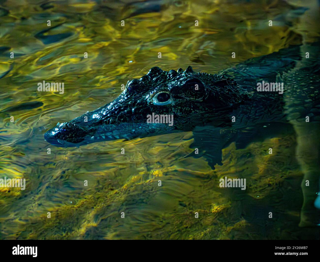 Cuban Crocodile slowly swimming in a pool, with it's head just above ...