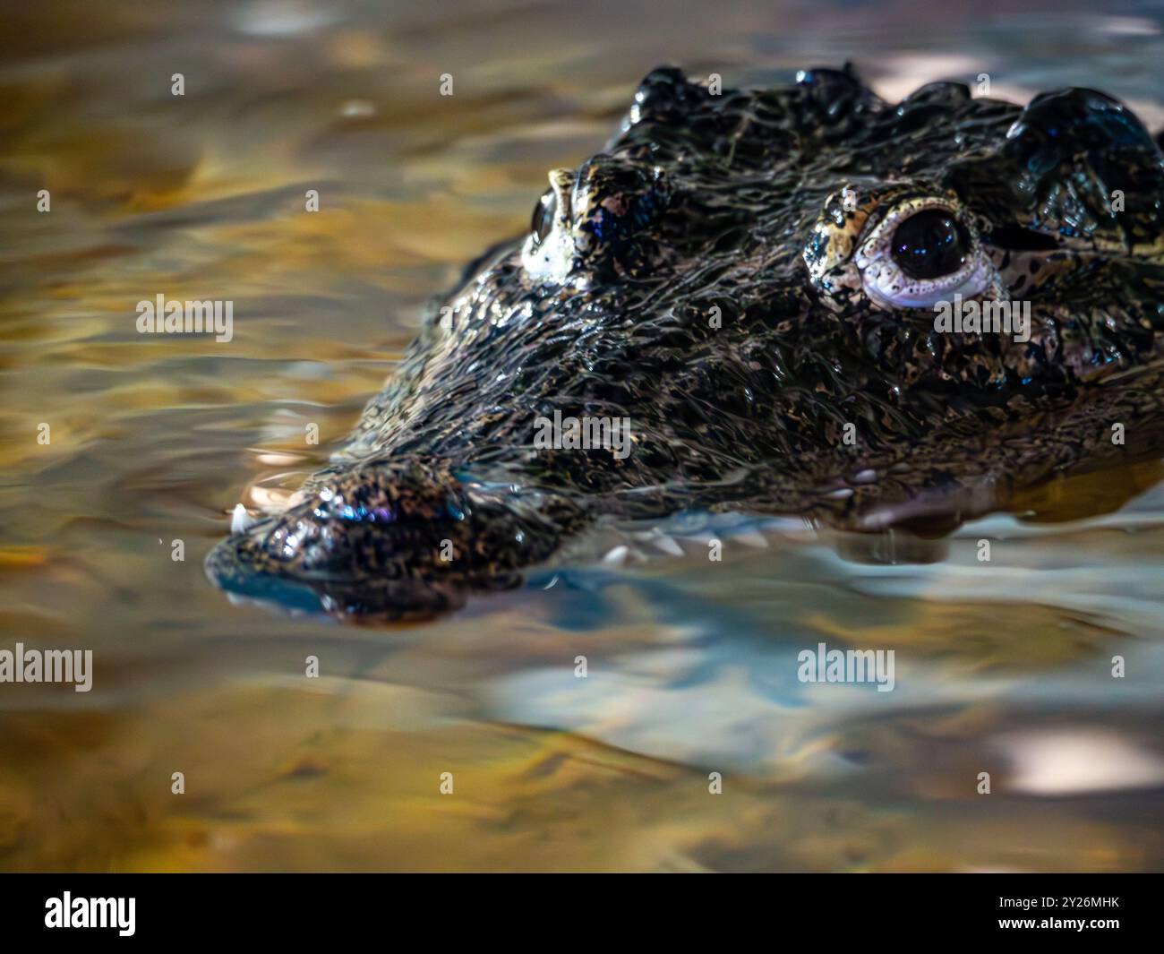 Mid-sized Cuban Crocodile with it's head slightly submerged below the ...
