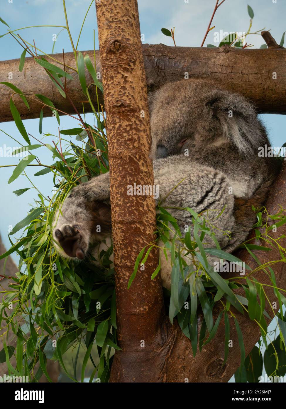 The koala (Phascolarctos cinereus), sometimes called the koala bear ...