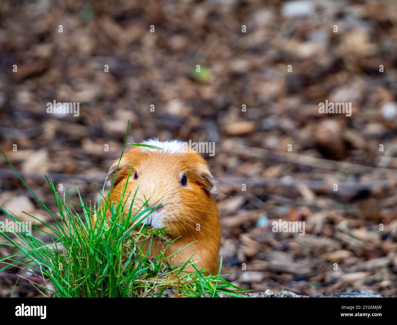 Golden-coloured Syrian Hamster peeping from behind a tuft of grass ...