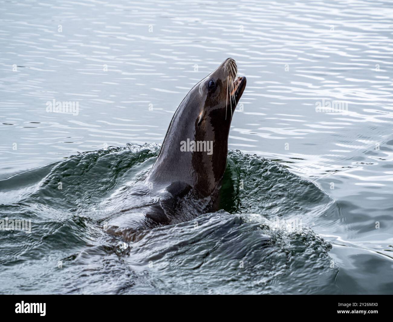 Freshwater seals hi-res stock photography and images - Alamy