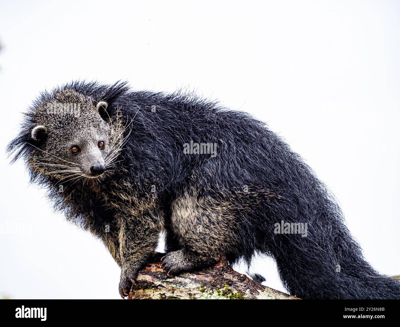 The binturong (Arctictis binturong), also known as the binturong ...