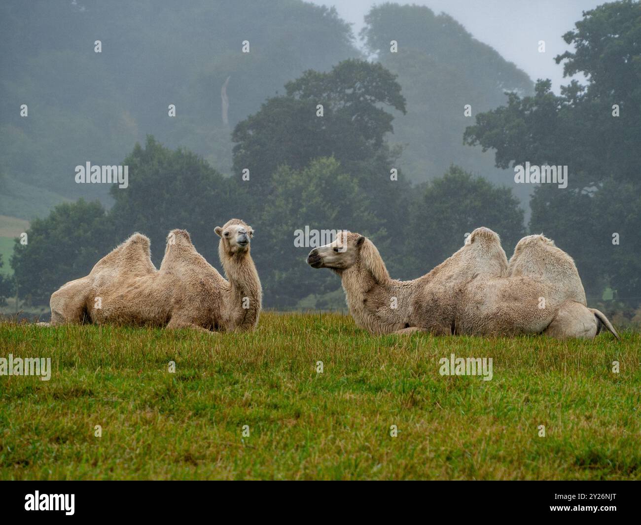 A pair of Bactrian camels (Camelus bactrianus), also known as the Mongolian camel, domestic ...