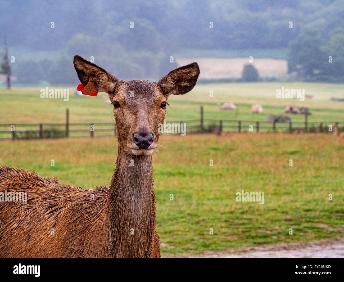 Tame deer cervus hi-res stock photography and images - Alamy