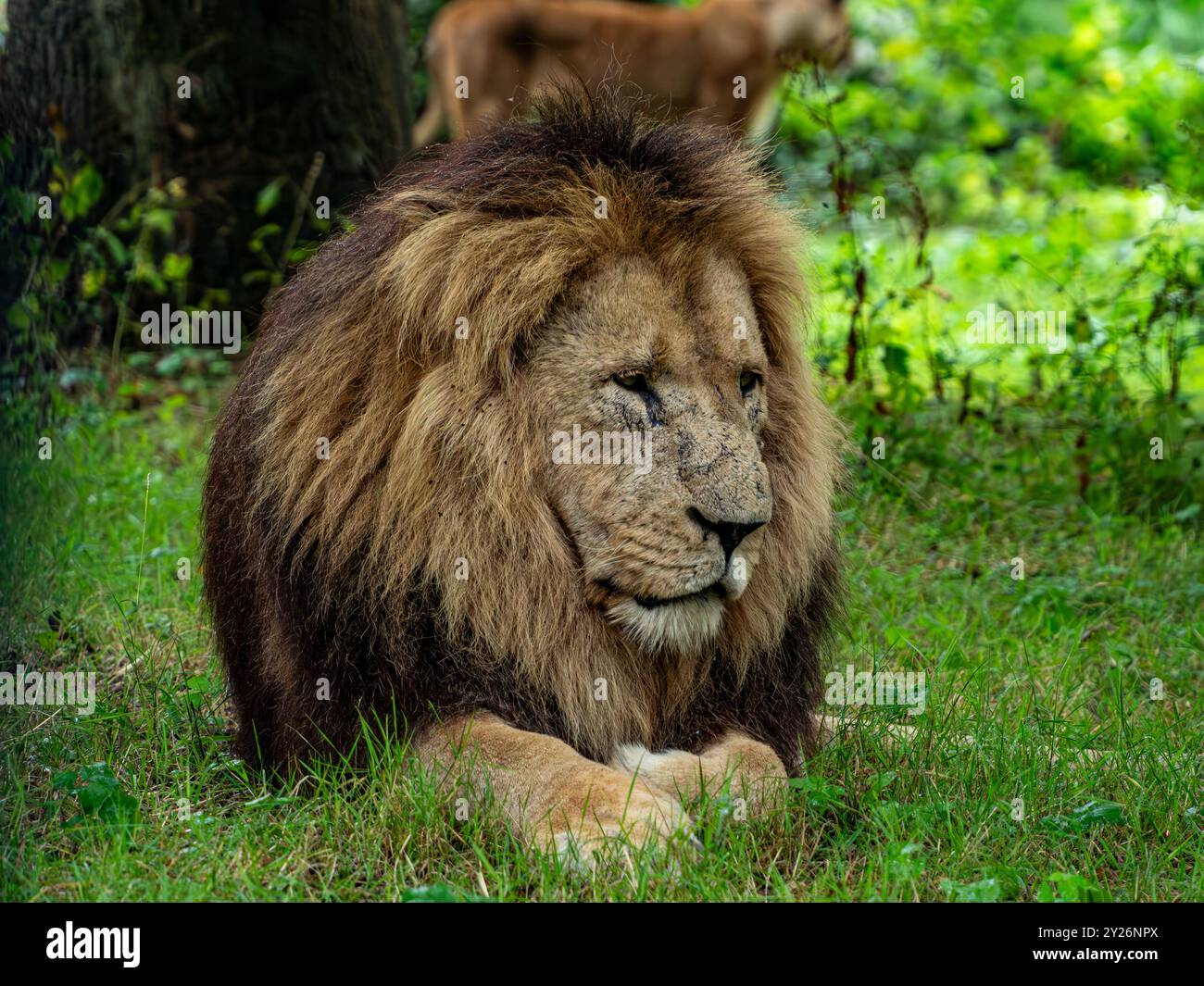 The lion (Panthera leo) is a large cat of the genus Panthera, native to ...