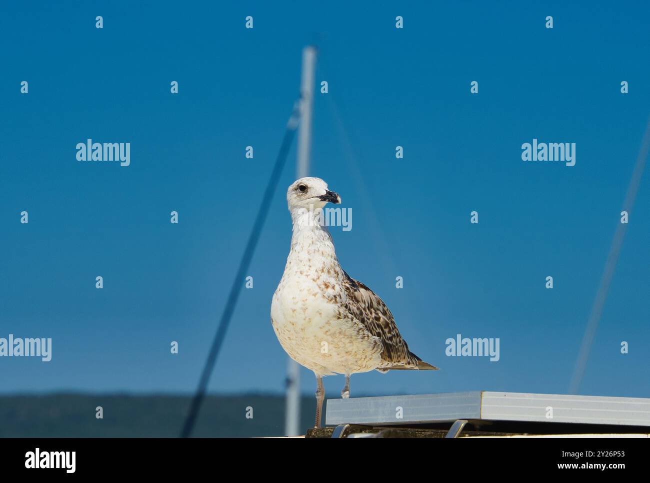 seagull on the ship Stock Photo - Alamy