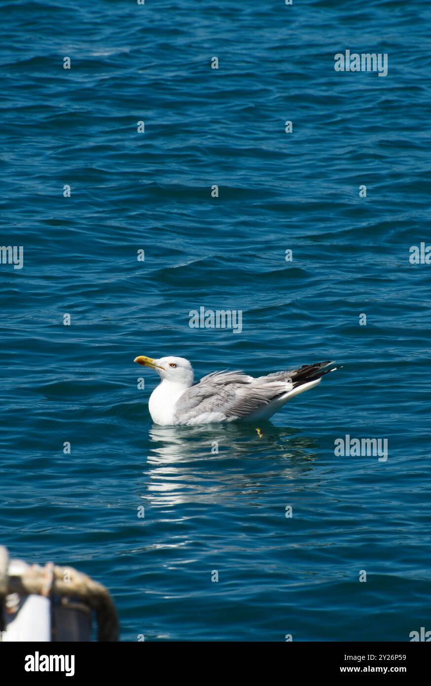 seagull in the water Stock Photo - Alamy