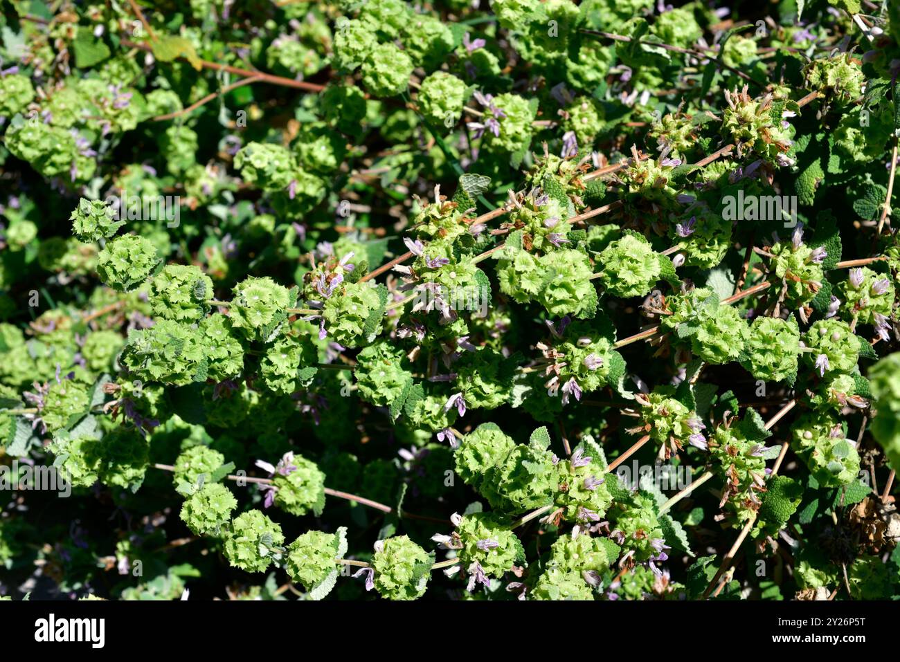 Ballota hirsuta maroccana hi-res stock photography and images - Alamy
