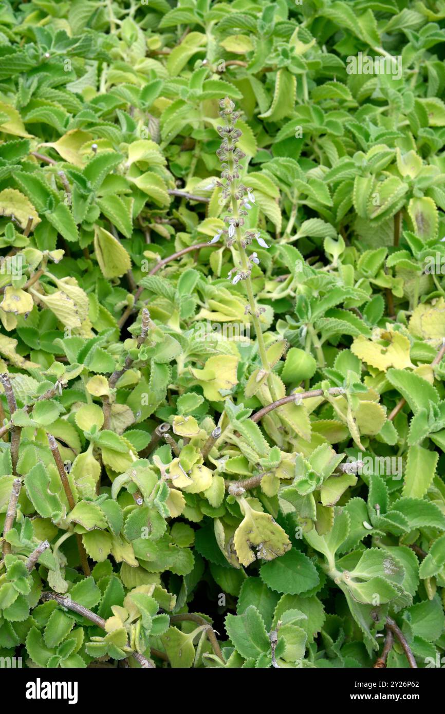 Oregano cubano (Plectranthus amboinicus or Coleus amboinicus) is a ...