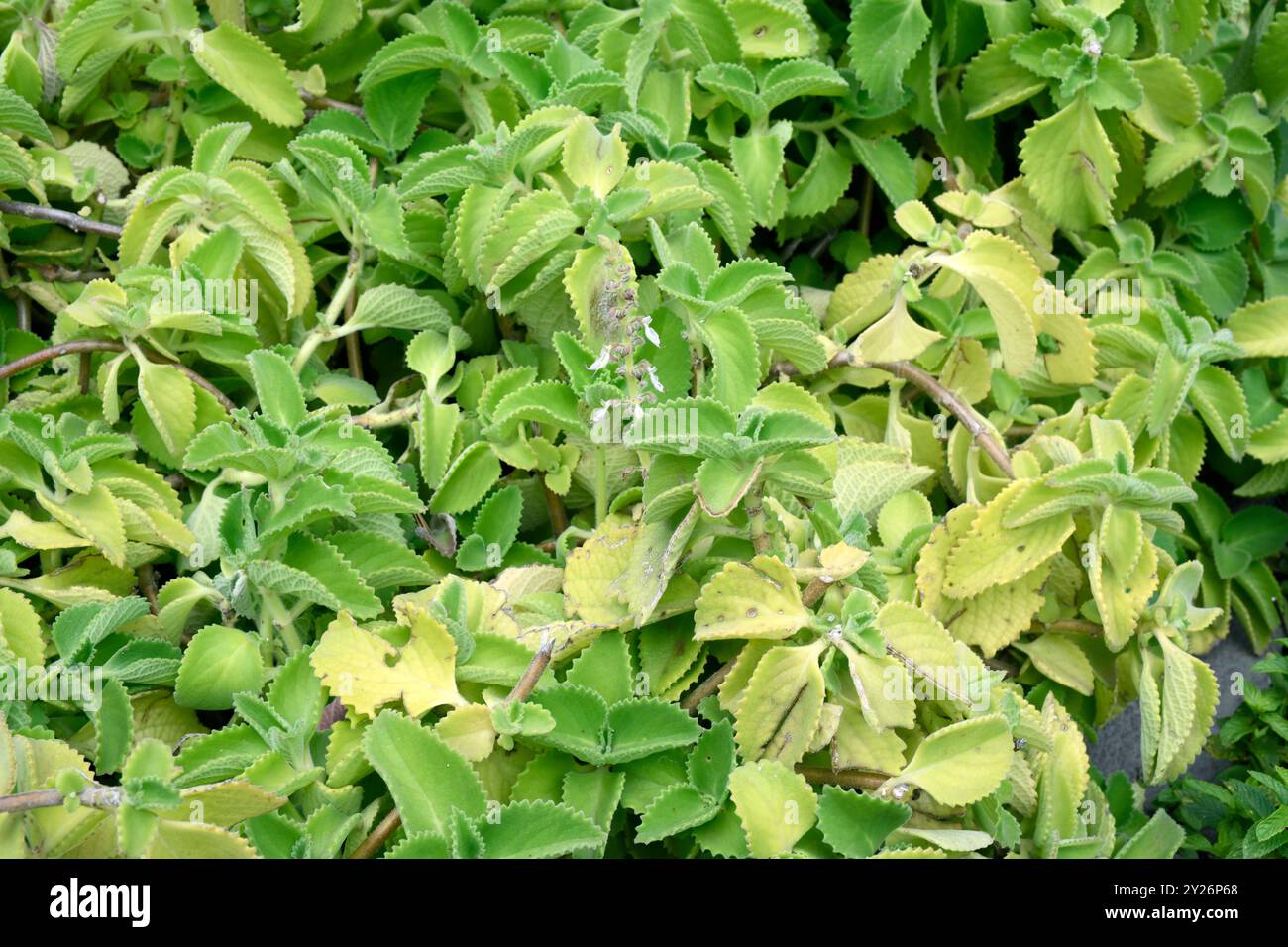 Oregano cubano (Plectranthus amboinicus or Coleus amboinicus) is a ...