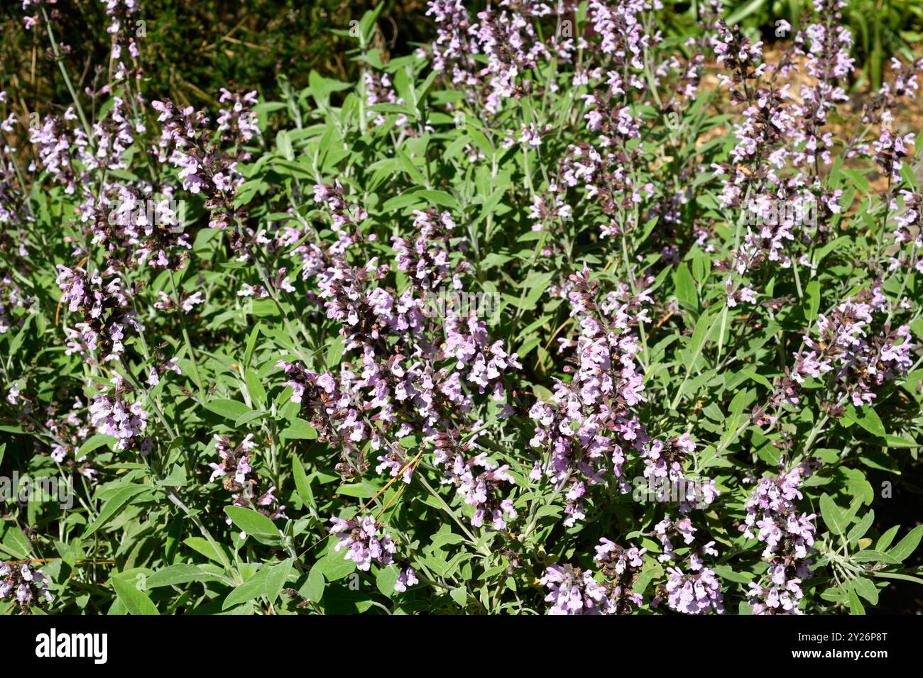 Greek sage (Salvia fruticosa) is a medicinal perennial herb native to ...