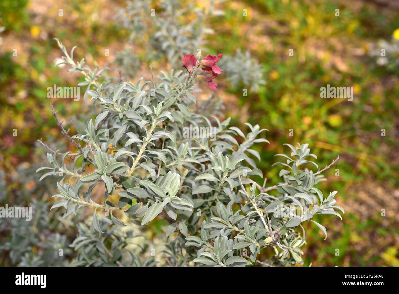 Lanceleaf sage (Salvia lanceolata is an aromatic shrub endemic to part ...