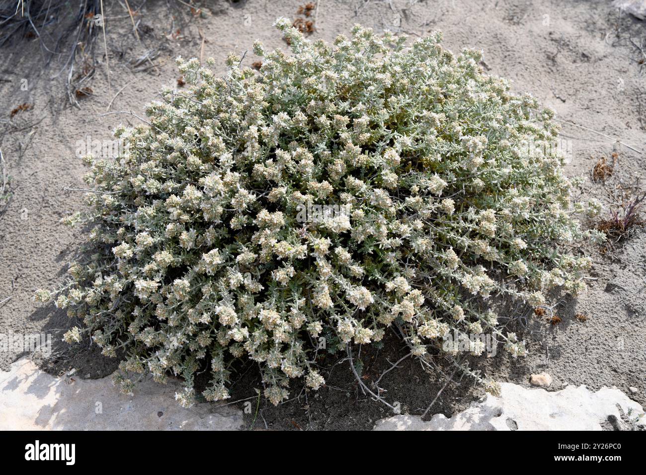Teucrium lusitanicum clementiae is a subspecies of shrub endemic to ...