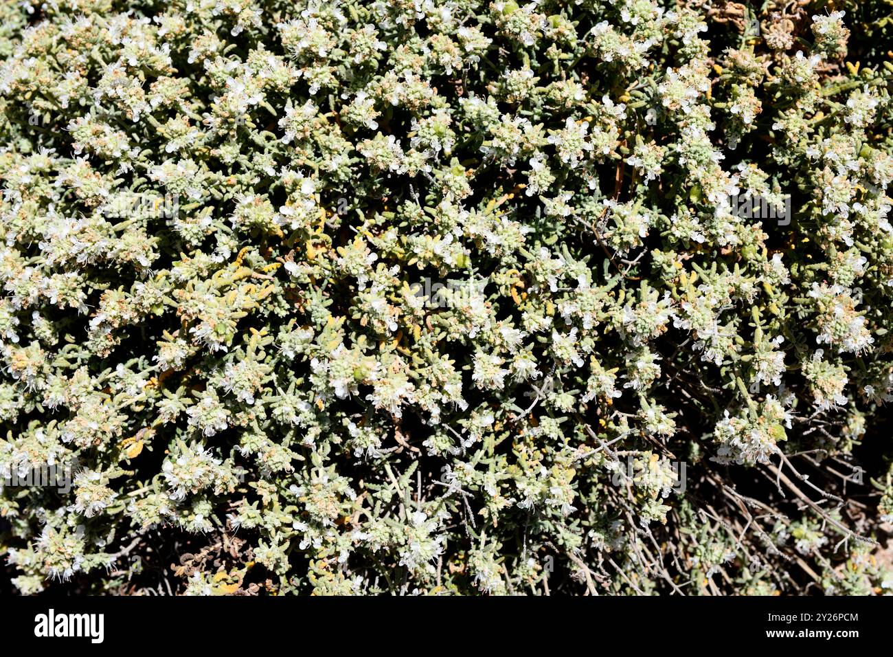 Teucrium lusitanicum clementiae is a subspecies of shrub endemic to ...