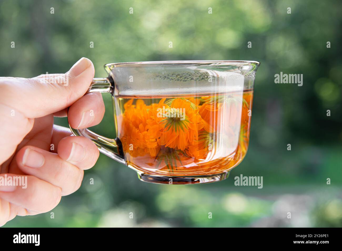 Woman hand holding Calendula officinalis the pot marigold, ruddles ...