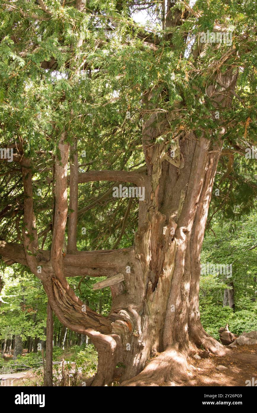 European yew (Taxus baccata) is an evergreen tree native to western ...