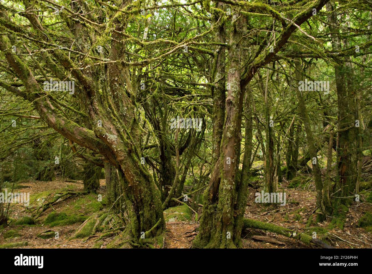 European yew (Taxus baccata) is an evergreen tree native to western ...