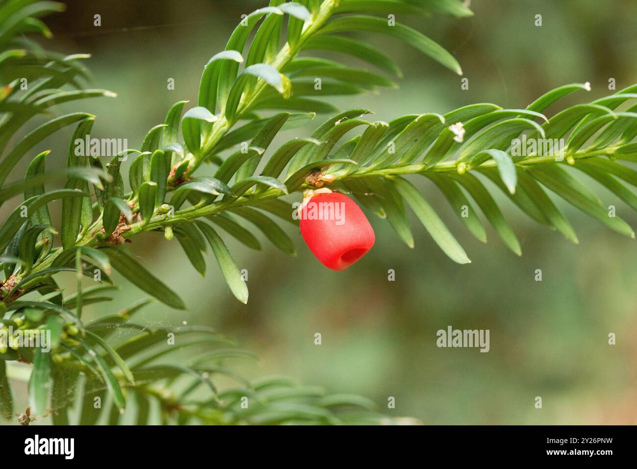 European yew (Taxus baccata) is an evergreen tree native to western ...