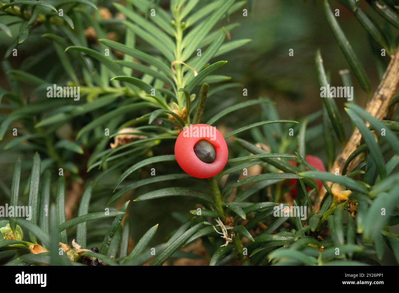 European yew (Taxus baccata) is an evergreen tree native to western ...