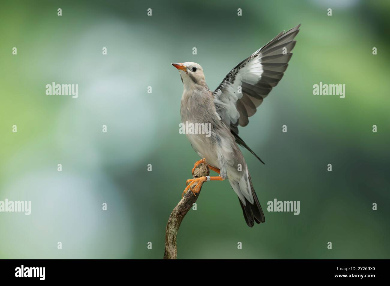 red-billed starling, Spodiopsar sericeus Stock Photo - Alamy