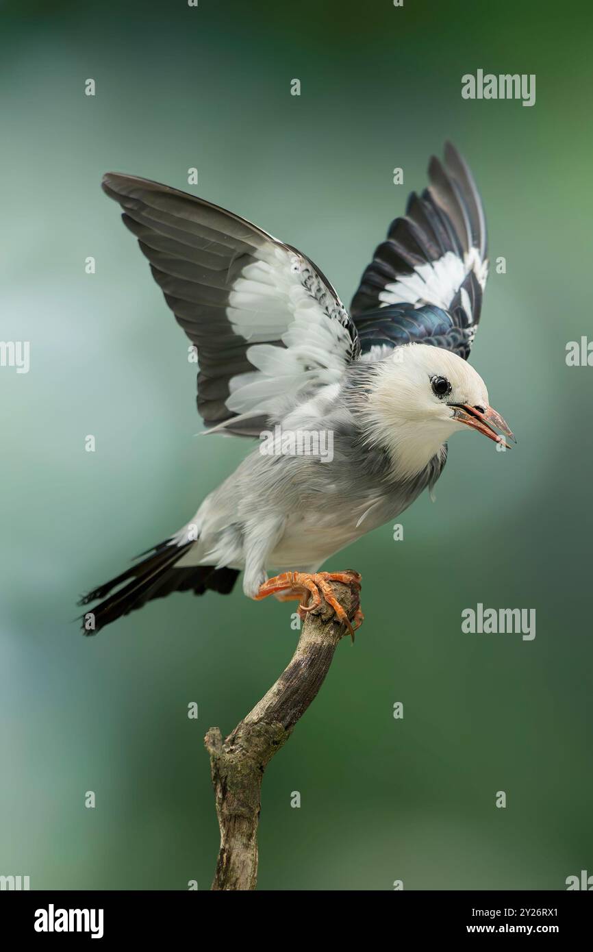 red-billed starling, Spodiopsar sericeus Stock Photo - Alamy