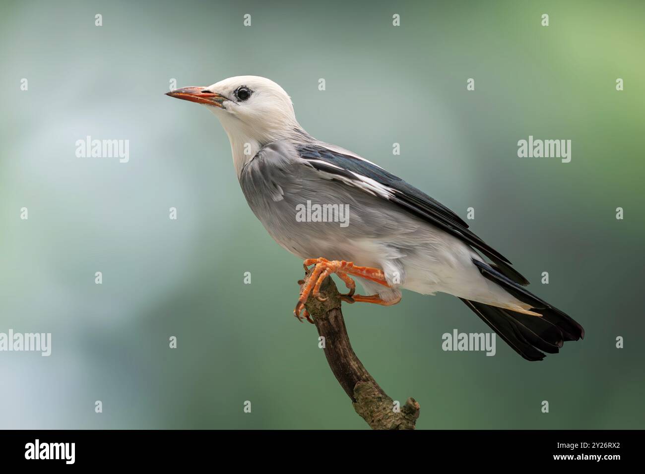 red-billed starling, Spodiopsar sericeus Stock Photo - Alamy